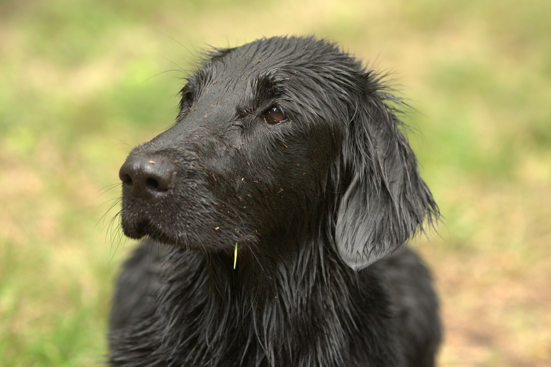 Histiocytic sarcoma – The Canine Genetics Centre