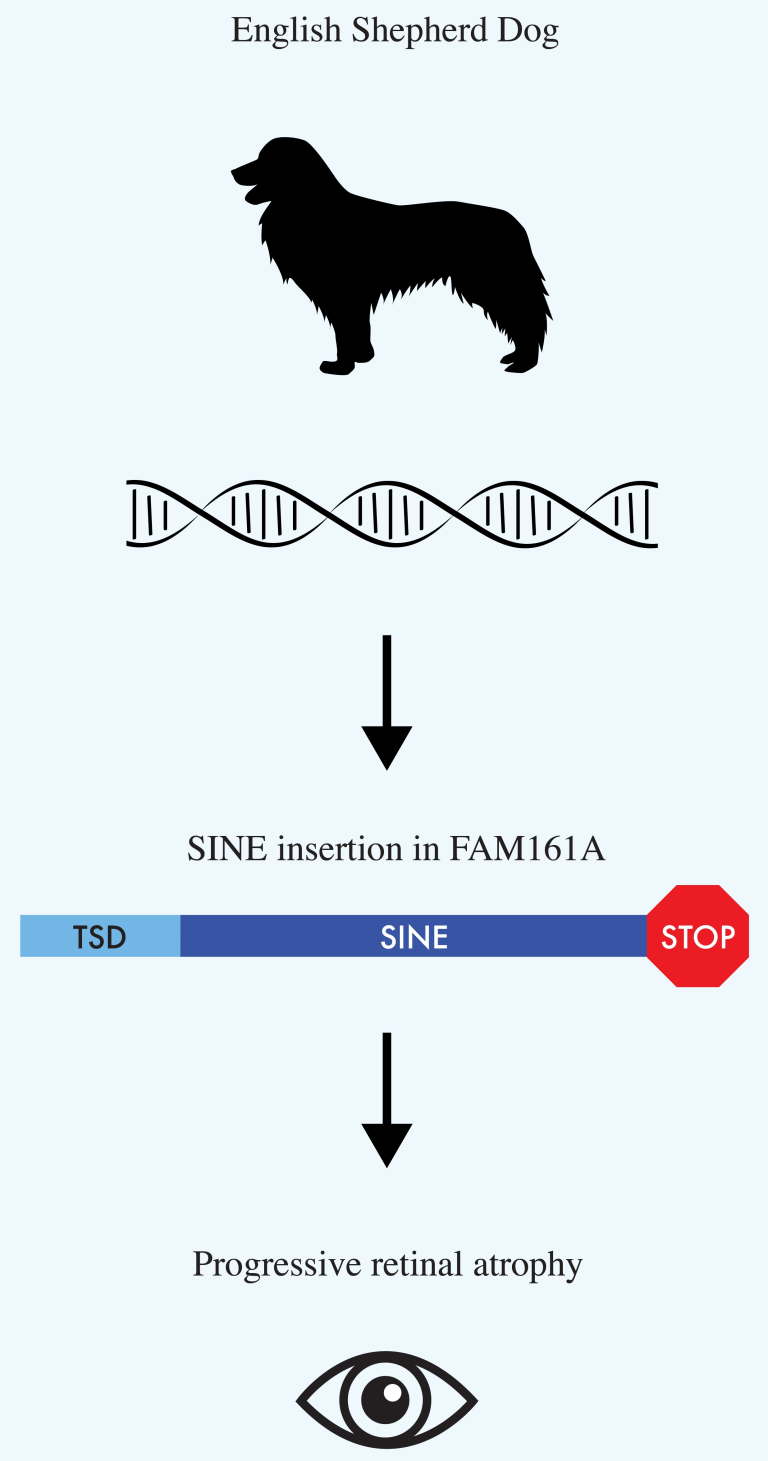 Mutation responsible for progressive retinal atrophy in the English ...