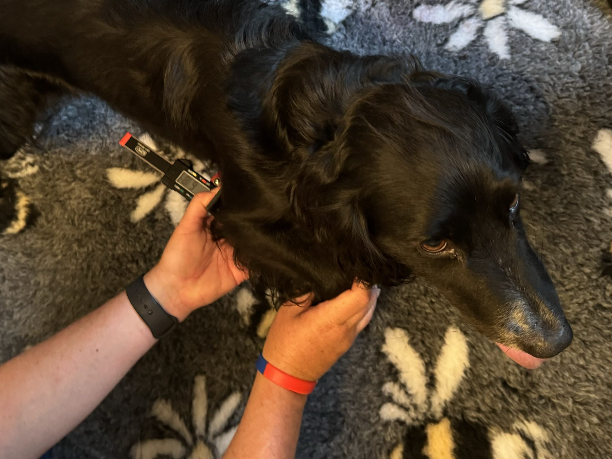 Cocker Crazy at the KC International Agility Festival! – The Canine ...