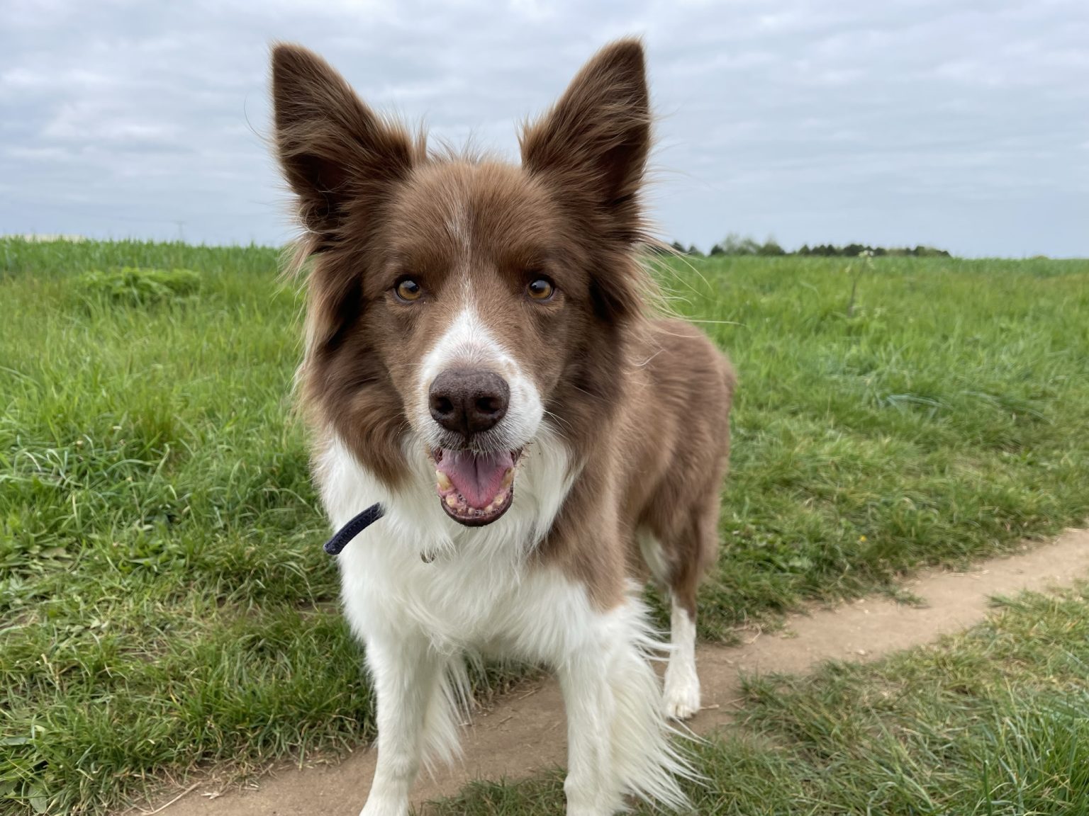 Chris Jenkins on Border Collie brilliance and unravelling the epilepsy ...