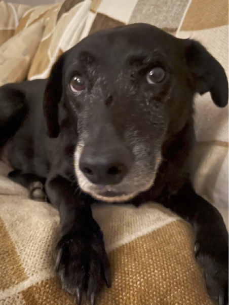Watching for inherited eye disease in every dog breed – The Canine ...